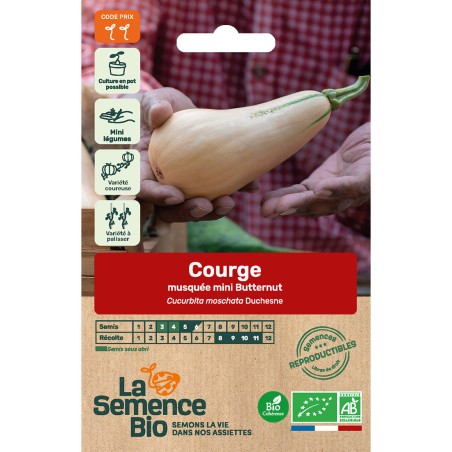 COURGE MINI BUTTERNUT Musquée BIO 🍑 Livraison Gratuite