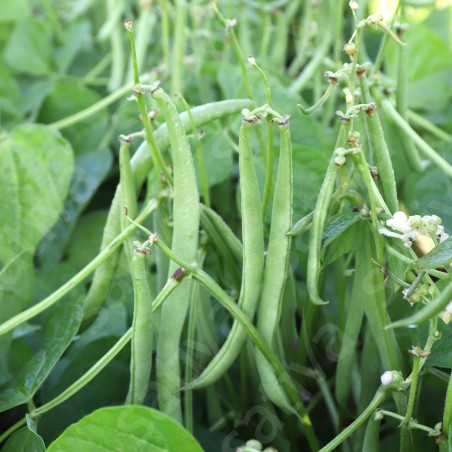 HARICOT NAIN MANGETOUT SANS FIL Maxi BIO 🫘