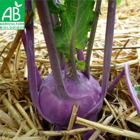 Chou Rave Bleu Azur Star - Ste Marthe 🥦 Livraison Gratuite