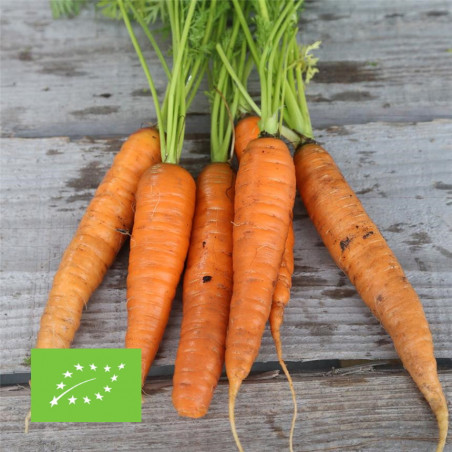 Mélange 4 Variétés Carottes Ste Marthe 🥕 Livraison Gratuite