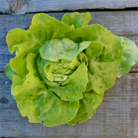 Laitue Pommée Express - Sainte Marthe 🥬 Livraison Gratuite