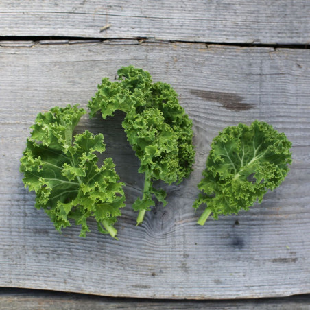 Chou Kale Demi-Nain de Westland Bio 🥦 Livraison Gratuite