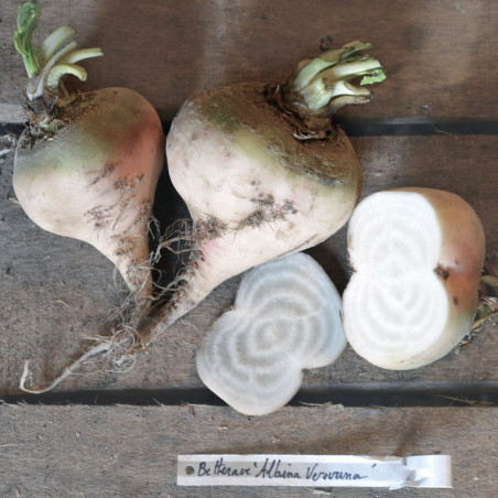 Betterave Blanche - Ferme Ste Marthe 🌱 Livraison Gratuite