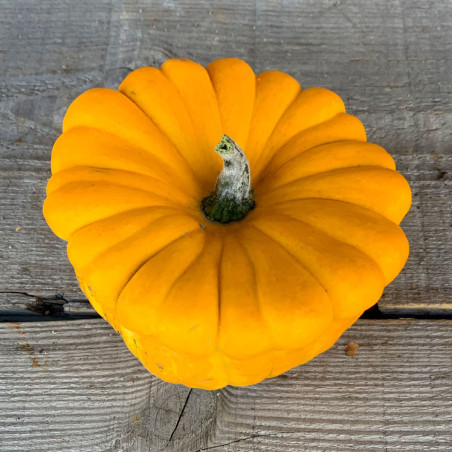 Courge Pâtisson Orange - Sainte Marthe 🍑 Livraison Gratuite