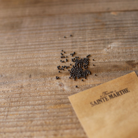 Chou Kale Demi-Nain de Westland Bio 🥦 Livraison Gratuite