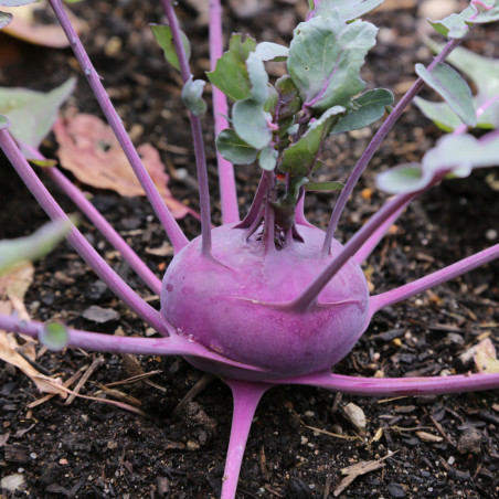 Chou Rave Bleu Azur Star - Ste Marthe 🥦 Livraison Gratuite