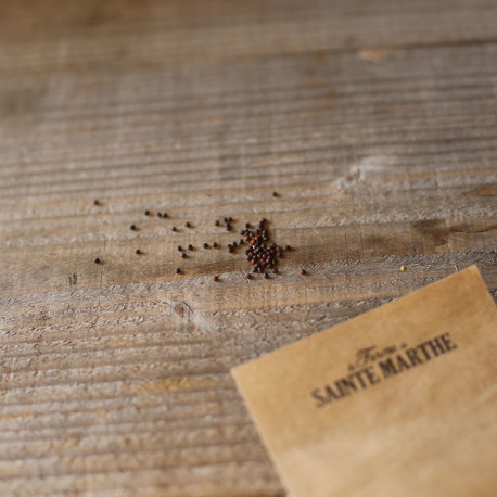 Chou Rave Bleu Azur Star - Ste Marthe 🥦 Livraison Gratuite