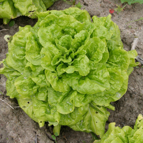 Laitue Batavia La Brillante - St Marthe 🥬 Livraison Gratuite