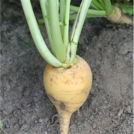Navet Boule d'Or Bio 🌱 Sainte Marthe - Livraison Gratuite