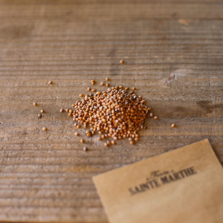 Radis Rond 🌱 Sainte Marthe - Livraison Rapide et Gratuite