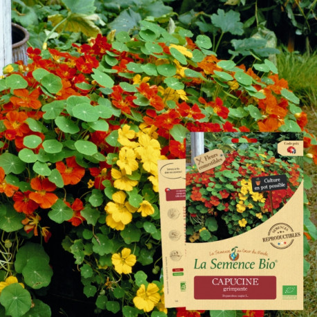 CAPUCINE GRIMPANTE BIO Comestible 🏵️ Livraison Gratuite