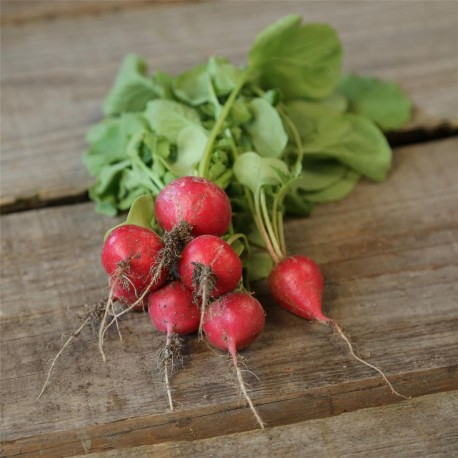 Radis Rond 🌱 Sainte Marthe - Livraison Rapide et Gratuite