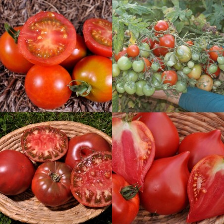 Assortiment varié 4 Tomates Kokopelli 🍅 Livraison Gratuite