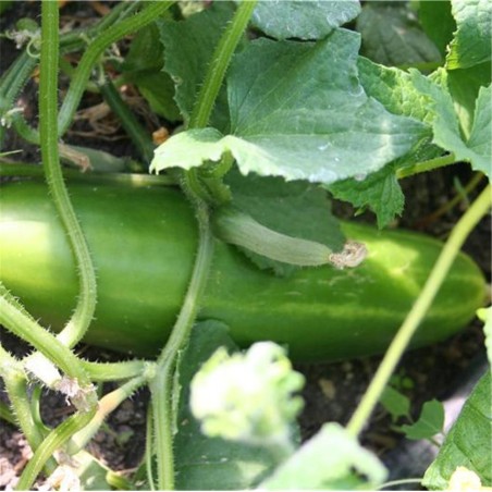 Concombre Long Maraîcher BIO - Ste Marthe🥒Livraison Gratuite
