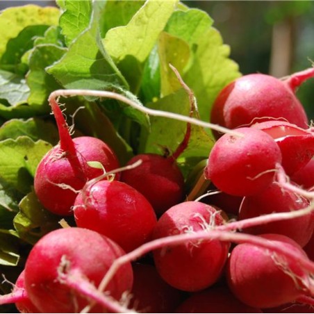 Mélange de 5 Radis Ronds Colorés 🌱 Livraison Gratuite