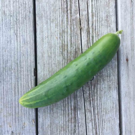 Concombre Long Anglais - Sainte Marthe 🥒 Livraison Gratuite