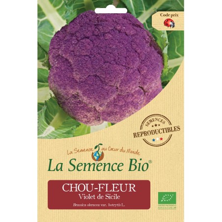 Graines de Chou-Fleur Violet de Sicile 🥦 Livraison Gratuite