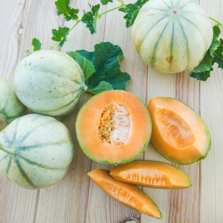 MELON SUPERPRÉCOCE du Roc - Kokopelli 🍈 Livraison Gratuite