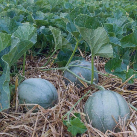 MELON SUPERPRÉCOCE du Roc - Kokopelli 🍈 Livraison Gratuite