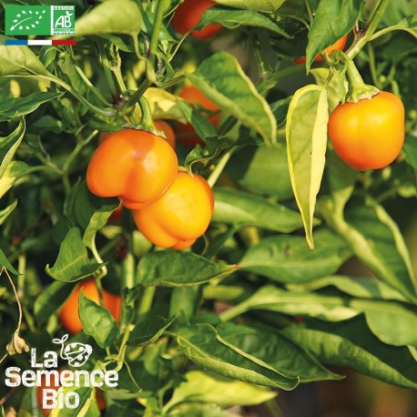 Poivron DOUX D'ESPAGNE - Sainte Marthe 🌱 Livraison Gratuite