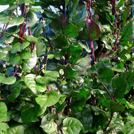 Baselle ou Epinard Malabar Rouge 🍃 Livraison Gratuite