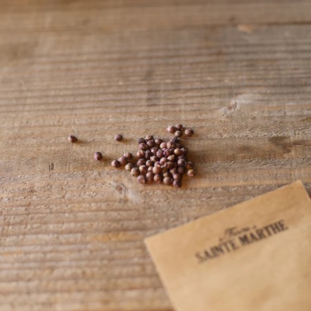 Baselle ou Epinard Malabar Rouge 🍃 Livraison Gratuite